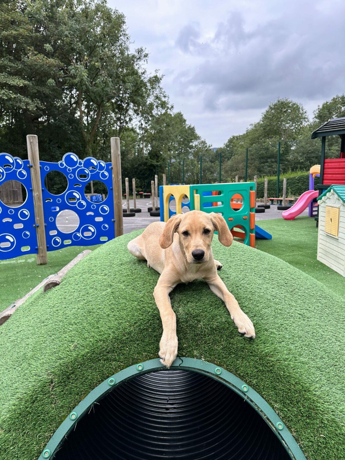 Arthur - The School Dog - St Joseph's Catholic Academy, Matlock